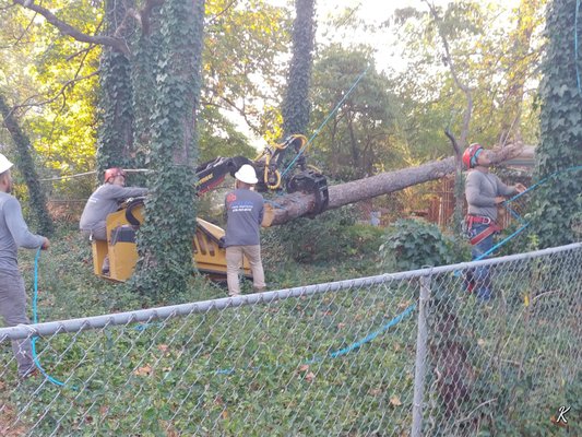 AVALON TREE SERVICES - Updated October 2025 - 13 Photos - 375 ...