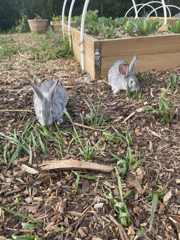 AM RABBITS - Updated February 2025 - Newport, Tennessee - Pet Breeders ...