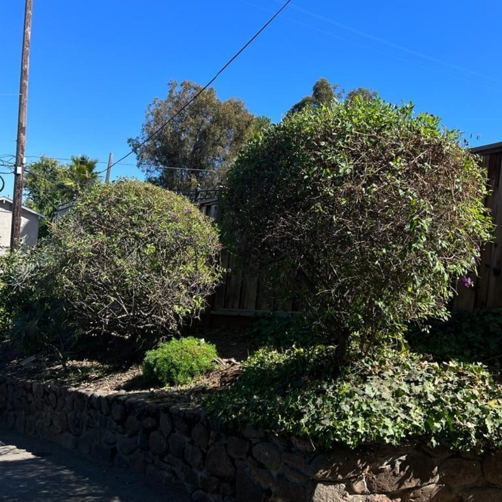 CORTEZ CORTEZ TREE SERVICES - Updated September 2024 - Request a Quote ...