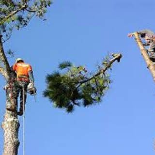 FLOM TREE - Updated May 2025 - Nerstrand, Minnesota - Tree Services ...