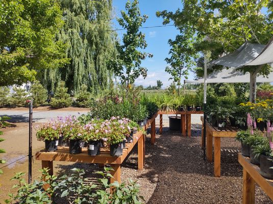 MOUNTAIN VIEW TREE FARM - Updated November 2025 - 40 Photos & 12 ...