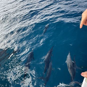 BLUE DOLPHIN CHARTERS - Updated August 2024 - 1717 Photos & 1579 ...