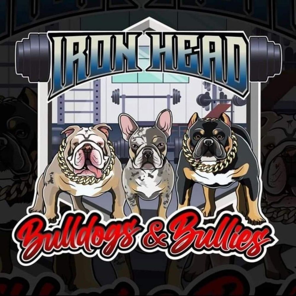 IRON HEAD BULLDOGS & BULLIES - Updated July 2025 - Indianapolis ...