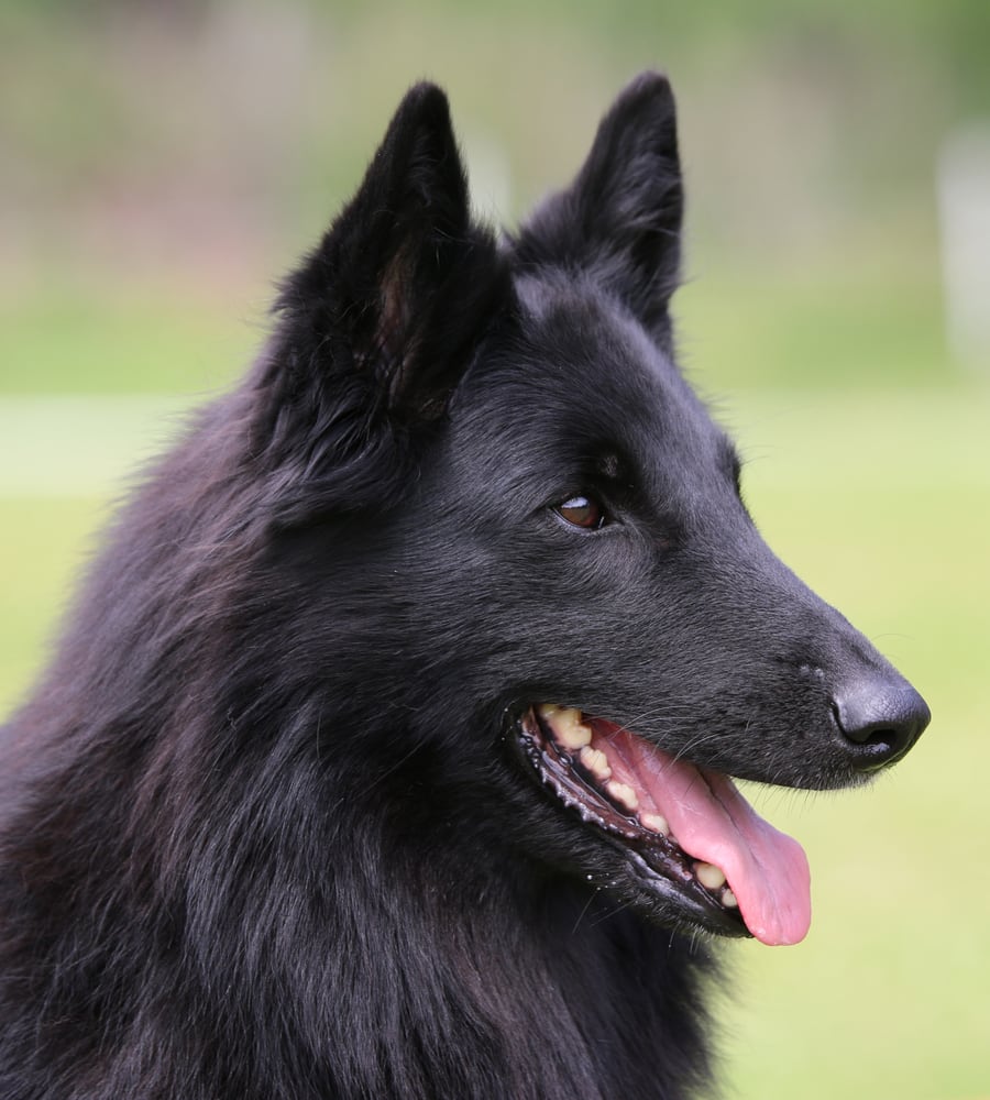 Krotzenburgerstr. 43, Hanau, Hessen, Germany - Pet Breeders - Phone ...