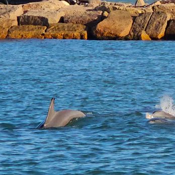 THE ORIGINAL DOLPHIN WATCH - Updated July 2025 - 227 Photos & 182 ...