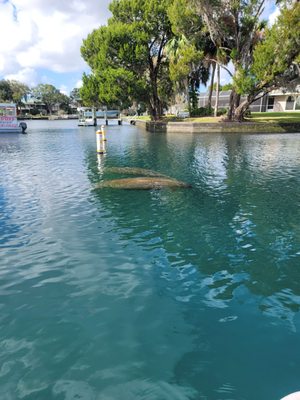 MANATEE PADDLE - Updated July 2025 - 38 Photos & 41 Reviews - 538 N ...