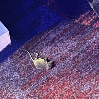 RED ARROW ENTERTAINMENT - Updated September 2025 - 70 Photos & 10 ...