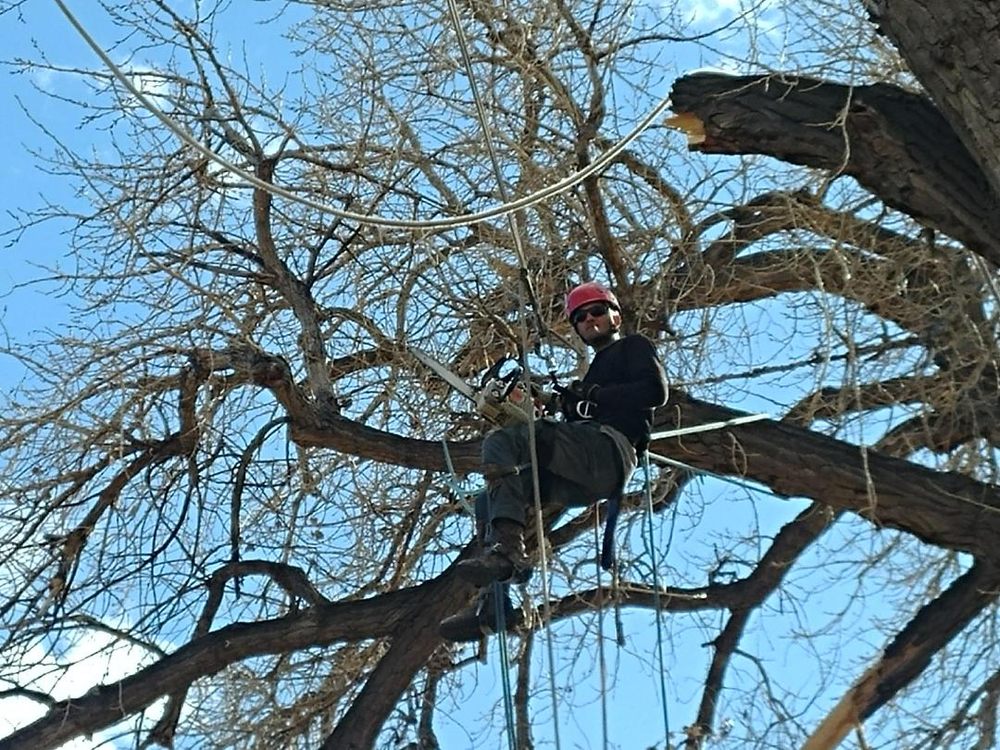 DUBOIS TREE SERVICE - Updated June 2025 - 4833 Field Ct, Arvada ...