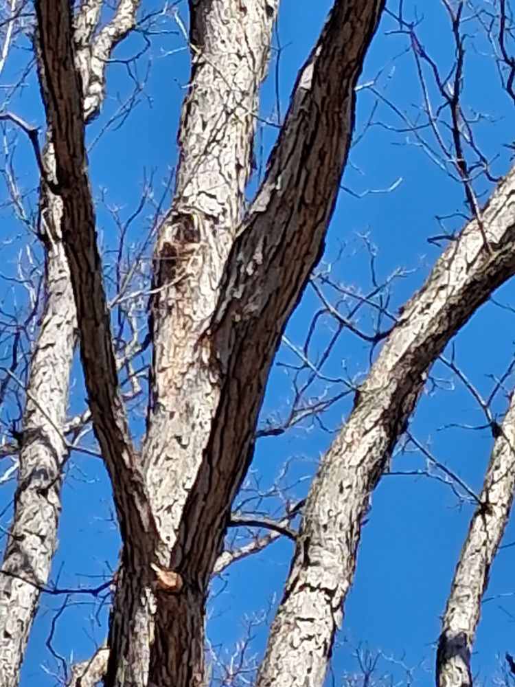 WOOD WIZARDS TREE & ARBORICULTURE - Updated October 2025 - 27 Photos ...