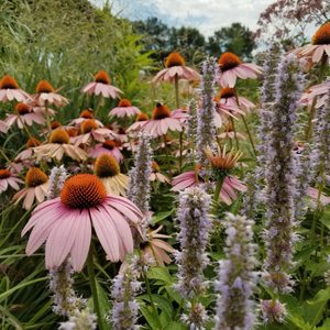 JC RAULSTON ARBORETUM - 523 Photos & 96 Reviews - 4415 Beryl Rd ...