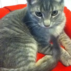 HUMANE INDIANA - 14 Photos & 10 Reviews - 421 45th Ave, Munster, IN - Yelp