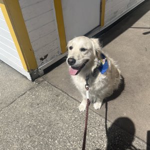 PRONTO PUPS - 228 Photos & 172 Reviews - 313 S Harbor Dr, Grand Haven ...