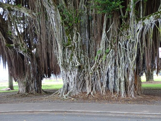 BANYAN DRIVE - Updated May 2024 - 59 Photos & 20 Reviews - Banyan Dr ...