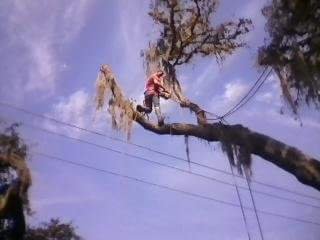 KOBA’S TREE SERVICE AND FIREWOOD - Updated August 2025 - Timberlake Rd ...