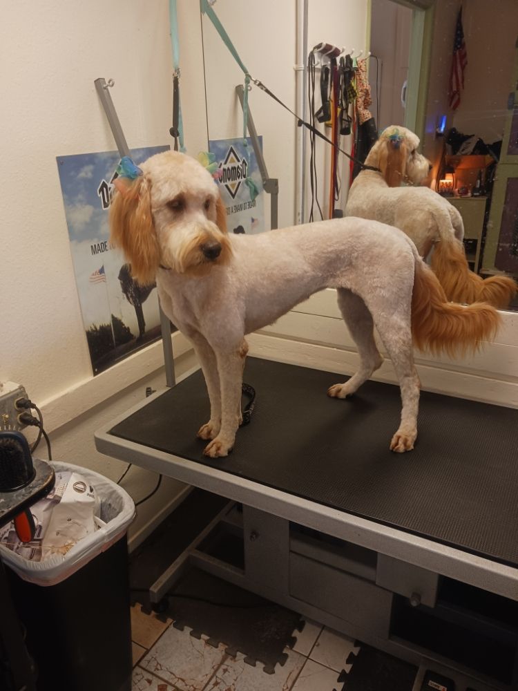 DARLENE’S CLAW AND PAWS SPA - Updated May 2026 - 22 Photos - 3495 Onyx ...