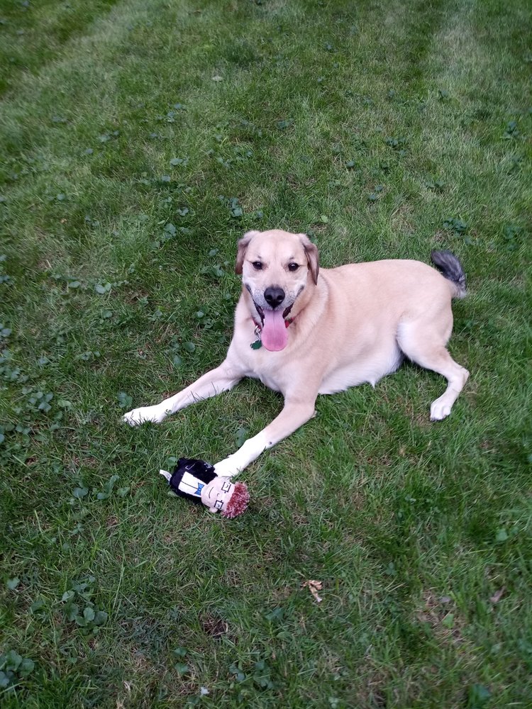 ANGELS WITH TAILS - 21 Photos - Evanston, Illinois - Dog Walkers ...