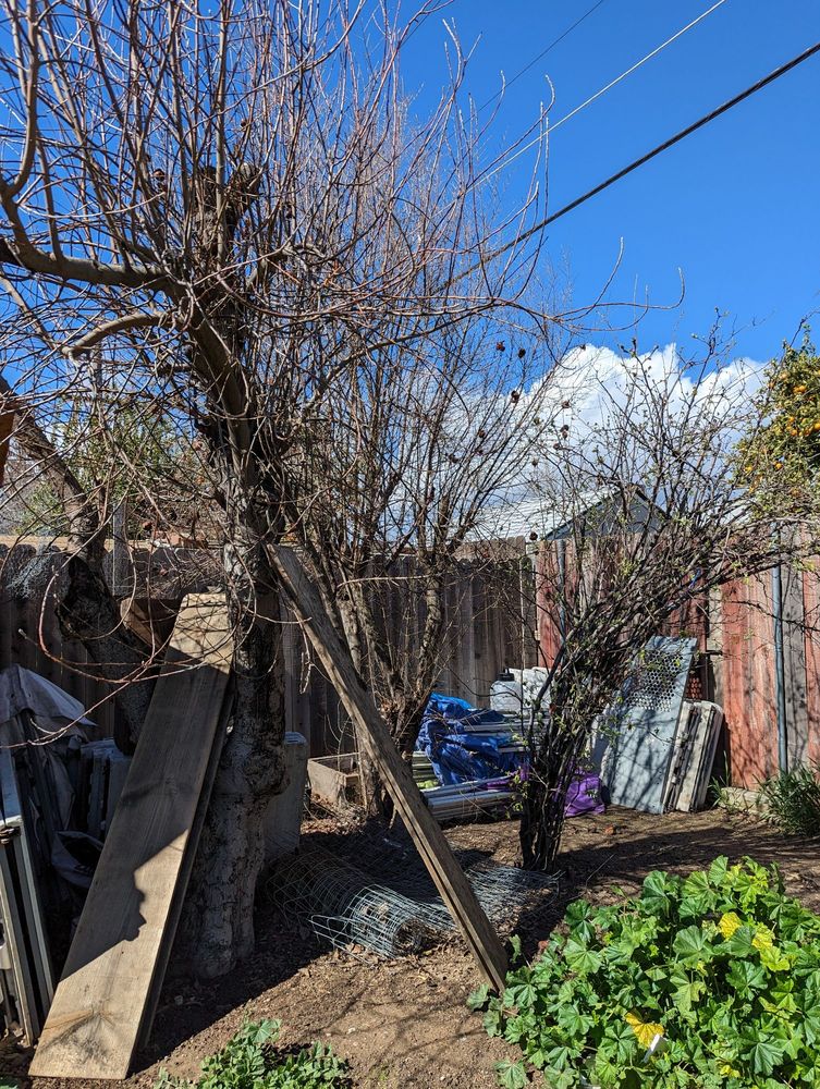 BIG TREE SERVICE - Updated September 2025 - 33 Photos - Marysville ...