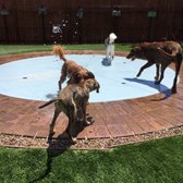 BREWHOUND DOG PARK + BAR - 217 Photos & 103 Reviews - 1848 Kings Cir S ...