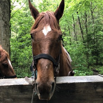 SMOKEMONT RIDING STABLES - Updated September 2025 - 36 Photos & 36 ...