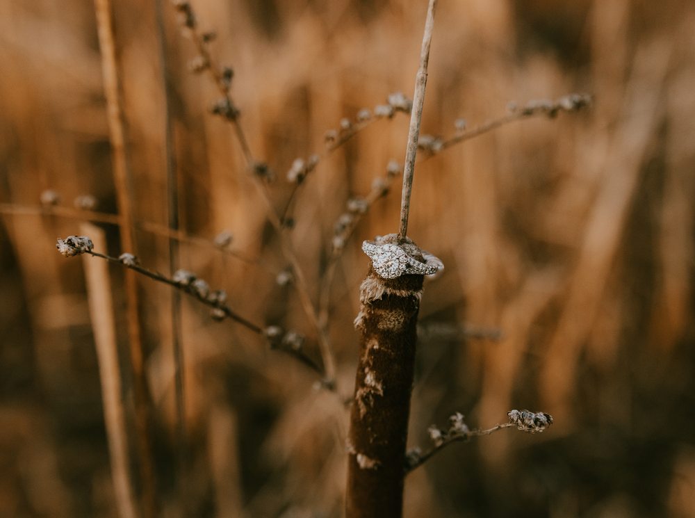 RUSTIC TOUCH PHOTOGRAPHY - Updated December 2025 - Lawton, Michigan - Event Photography - Phone ...