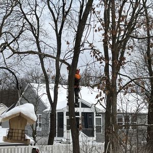MLM TREE SERVICE - Updated June 2024 - 31 Photos - 9917 Portage Rd ...