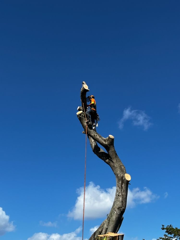 TOTAL TREE EXPERTS - Updated March 2025 - 44 Photos - Doral, Florida ...