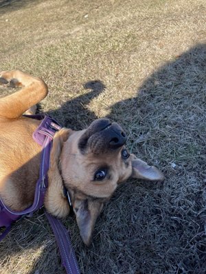 BORDER TAILS RESCUE - Updated July 2025 - 35 Photos & 44 Reviews - 2975 ...