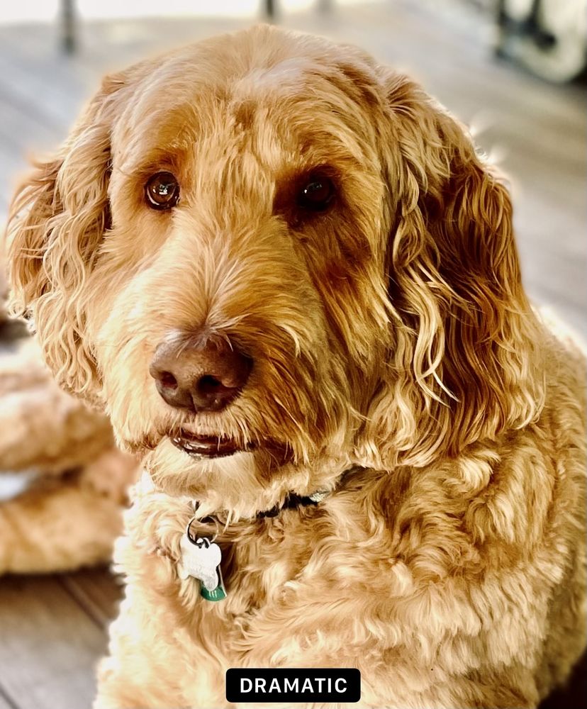 BEACH PAWS - Updated October 2025 - 48 Photos & 15 Reviews - 6 Garbis ...