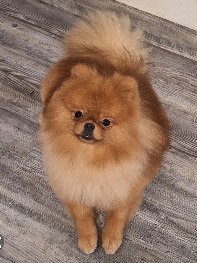 JEFFEY STUD POM - Rock Island, Illinois - Pet Breeders - Phone Number ...