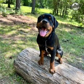 TITAN’S DEN ROTTIES - Updated December 2024 - Request Information ...