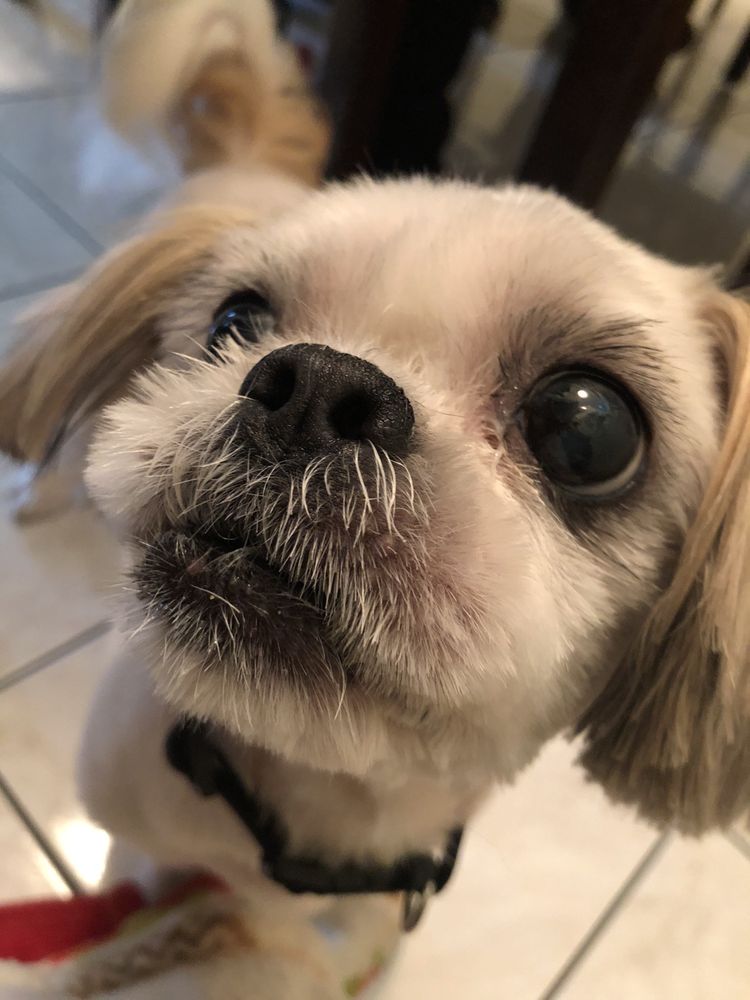 BLUE RIBBON PET GROOMING - 46 Photos & 112 Reviews - 14445 Newport Ave ...