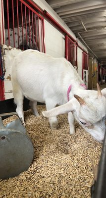 MEMORY LANE STABLES - Updated July 2024 - 146 Photos & 83 Reviews ...