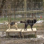 THE WOLF SANCTUARY OF PA - 254 Photos & 79 Reviews - 465 Speedwell ...