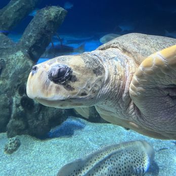 ABQ BIOPARK AQUARIUM - Updated August 2025 - 425 Photos & 124 Reviews ...