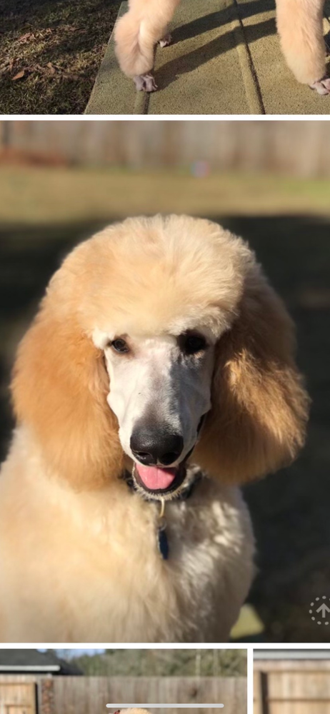 CELEBRITY STANDARD POODLES - Updated December 2024 - Request ...