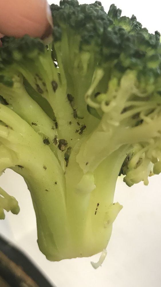 WINGS MANIA - 37 Photos & 51 Reviews - 1141 Columbia Dr, Decatur ...