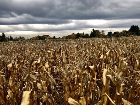 DAVIS FAMILY FARM - Updated December 2025 - 35 Photos & 15 Reviews ...