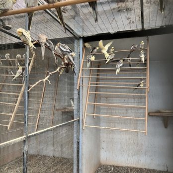 MAGNOLIA BIRD FARM - Updated July 2024 - 134 Photos & 176 Reviews ...