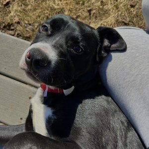 ALASKA SPCA PET ADOPTION CENTER - Updated March 2026 - 8301 Petersburg ...