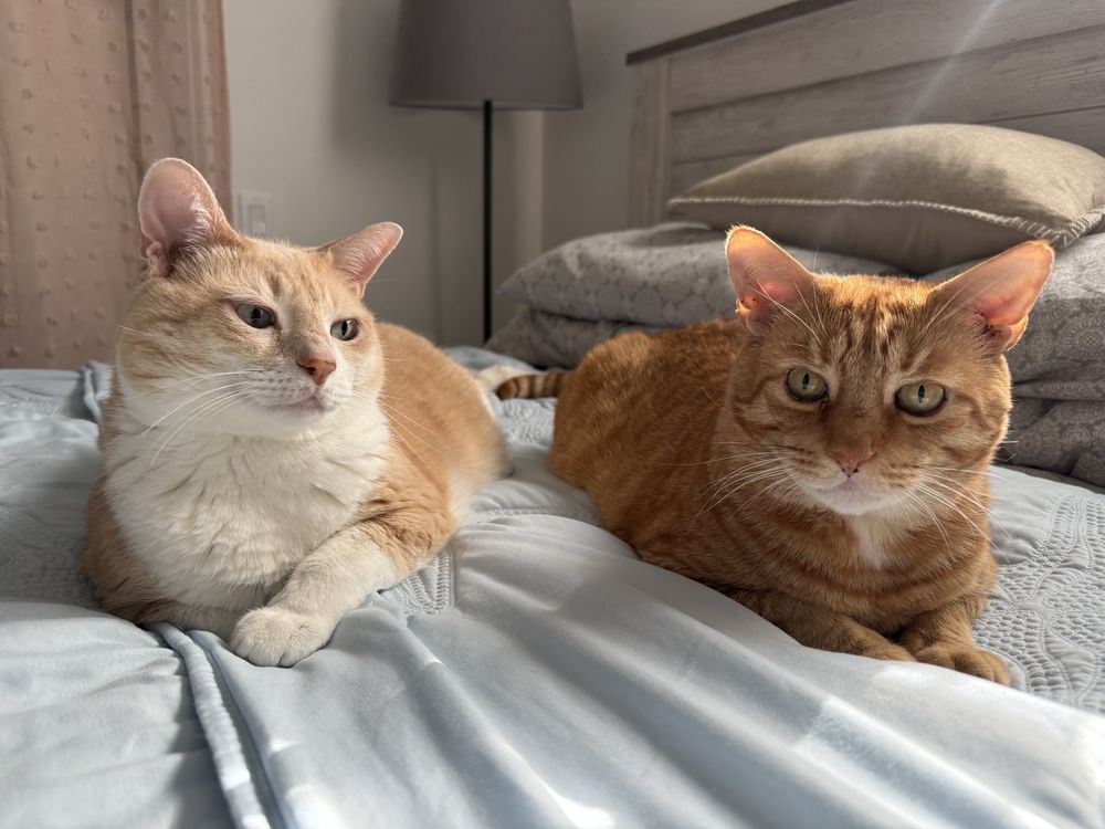 VENICE ANIMAL CLINIC - Updated December 2025 - 21 Reviews - 1267 US ...