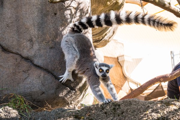 OREGON ZOO - Updated August 2024 - 3147 Photos & 899 Reviews - 4001 SW ...