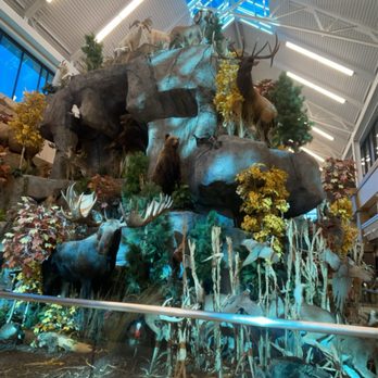 SCHEELS - 493 Photos & 72 Reviews - 3199 W Chandler Blvd, Chandler ...