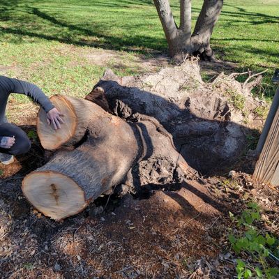 ALL AMERICAN TREE AND LANDSCAPING SERVICES - Updated September 2025 ...