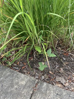 GOLF RANCH - Updated January 2026 - 34 Photos & 24 Reviews - 1 Sand Cut ...