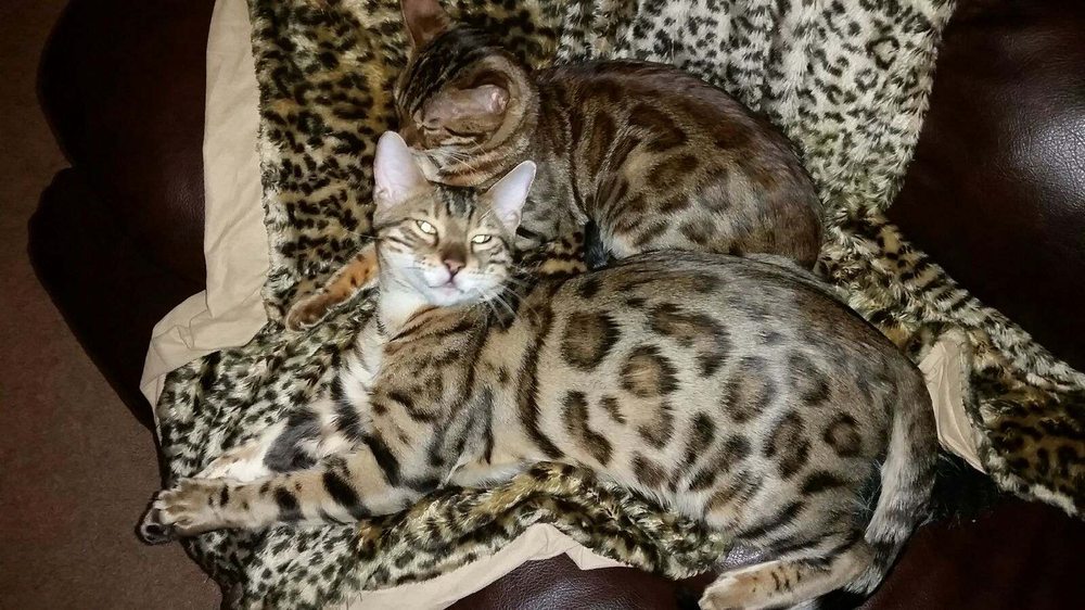 ASSONET BAY BENGALS KITTENS & CATS - Updated January 2026 - 8 Cove Ln ...