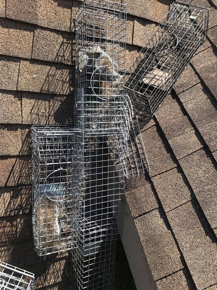 WILDLIFE EXTERMINATOR PORTLAND - Updated April 2025 - 22 Photos ...