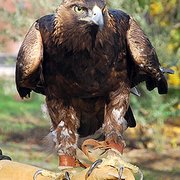 CALIFORNIA RAPTOR CENTER - 39 Photos & 17 Reviews - 1340 Equine Way ...