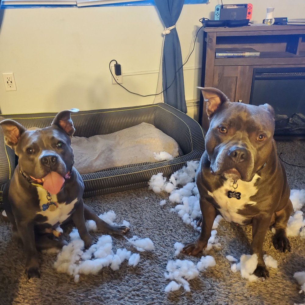 MERIDEN HUMANE SOCIETY - Updated January 2025 - 20 Reviews - 311 ...