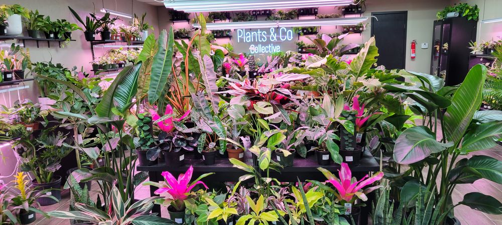 PLANTS & CO COLLECTIVE - Updated December 2024 - 728 S Western Rd ...