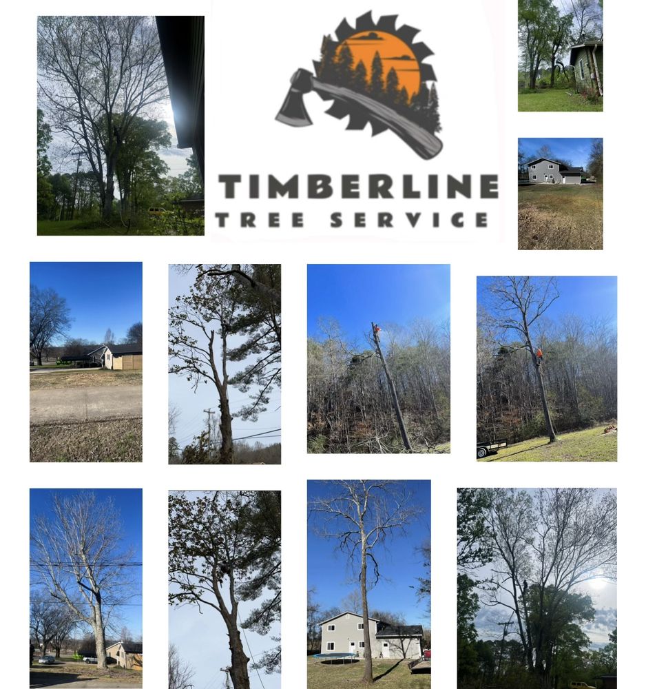 TIMBERLINE TREE SERVICE - Updated July 2025 - Request a Quote - Fort ...
